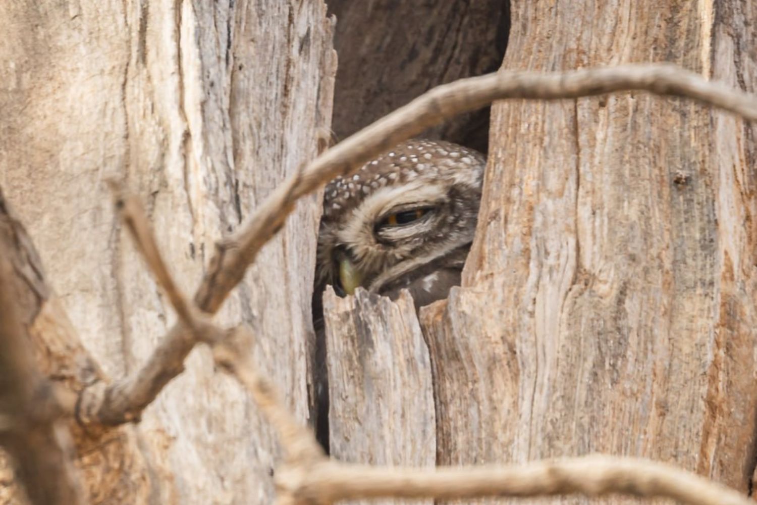 Wildlife Tours Package Gujarat | 3 Days Tour In Gujarat | Bird Watching ...