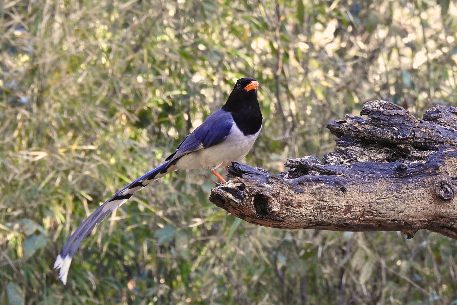 Wildlife Safari In Uttarakhand | Sattal Photography Tour Near Delhi